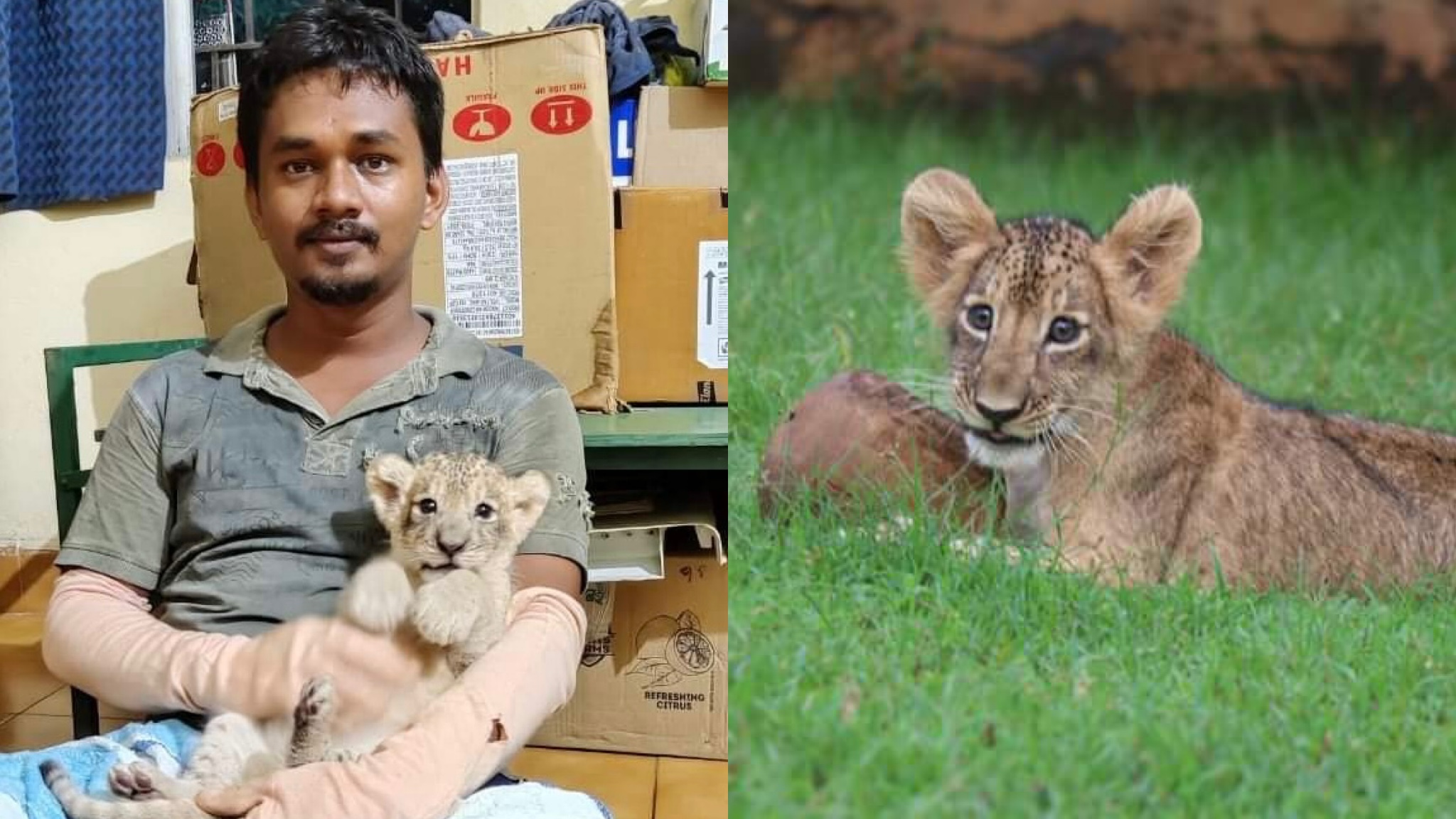 The Lion Cub Fostered With Love By A Human Parent. - Odisha Links